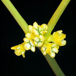 Viscum album - Monaco Nature Encyclopedia