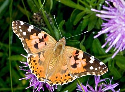 Vanessa cardui - Monaco Nature Encyclopedia