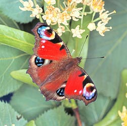 Aglais io - Monaco Nature Encyclopedia