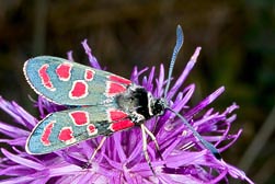 Zygaenidae Archivi - Monaco Nature Encyclopedia