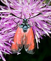 Zygaena erythrus - Monaco Nature Encyclopedia