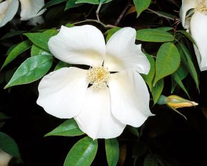 Rosa gigantea - Monaco Nature Encyclopedia