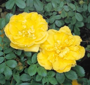 Rosa foetida persiana - Monaco Nature Encyclopedia