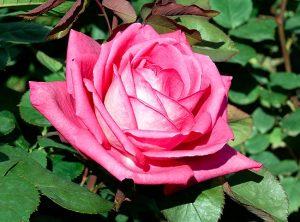 Rosa ‘A Capella’ - Monaco Nature Encyclopedia
