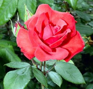 Rosa ‘Dance of Joy’ - Monaco Nature Encyclopedia