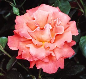 Rosa ‘Alexander’ - Monaco Nature Encyclopedia