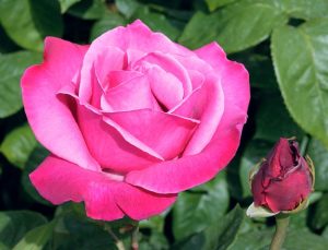 Rosa ‘Caprice de Meilland’ - Monaco Nature Encyclopedia