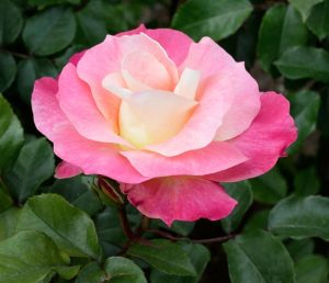 Rosa ‘Eclipse’ - Monaco Nature Encyclopedia
