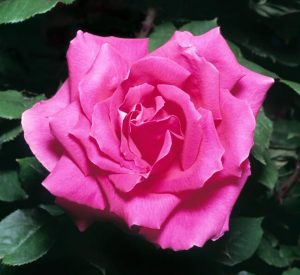 Rosa ‘Fragola’ - Monaco Nature Encyclopedia