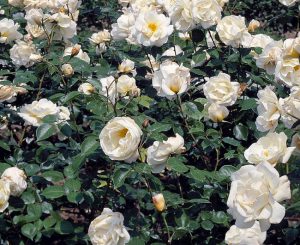 Rosa ‘Grand Nord’ - Monaco Nature Encyclopedia