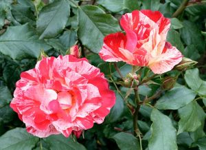 Rosa ‘Grimaldi’ - Monaco Nature Encyclopedia