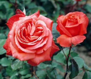 Rosa ‘Lady Rose’ - Monaco Nature Encyclopedia