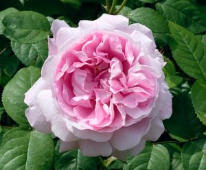 Rosa ‘Mary Rose’ - Monaco Nature Encyclopedia