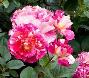 Rosa ‘Maurice Utrillo’ - Monaco Nature Encyclopedia