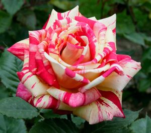Rosa ‘Meli-Melo’ - Monaco Nature Encyclopedia