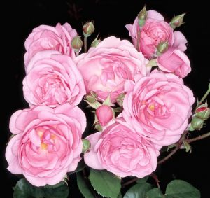 Rosa ‘Milrose’ - Monaco Nature Encyclopedia
