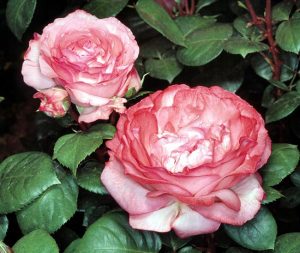 Rosa ‘Panthère Rose’ - Monaco Nature Encyclopedia