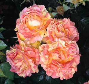 Rosa ‘Paul Cezanne’ - Monaco Nature Encyclopedia