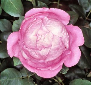 Rosa ‘Paul Neyron’ - Monaco Nature Encyclopedia