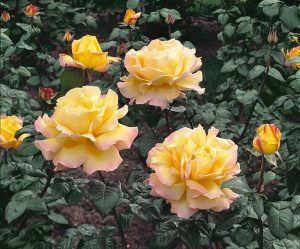 Rosa ‘Peace’ - Monaco Nature Encyclopedia