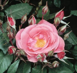 Rosa ‘Pernille Poulsen’ - Monaco Nature Encyclopedia