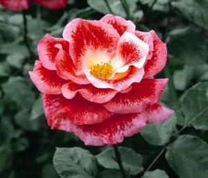 Rosa ‘Prince de Monaco’ - Monaco Nature Encyclopedia