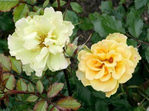 Rosa ‘Pur Caprice’ - Monaco Nature Encyclopedia