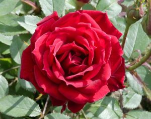 Rosa ‘Red Rascal’ - Monaco Nature Encyclopedia