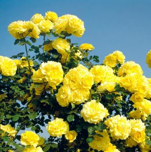 Rosa ‘Rimosa’ - Monaco Nature Encyclopedia