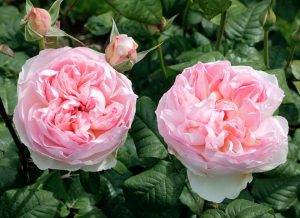 Rosa ‘Sharifa Asma’ - Monaco Nature Encyclopedia