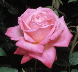 Rosa ‘Stéphanie de Monaco’ - Monaco Nature Encyclopedia
