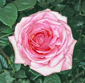 Rosa ‘Tino Rossi’ - Monaco Nature Encyclopedia