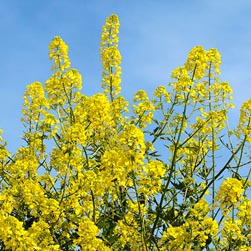 Sinapis alba - Monaco Nature Encyclopedia