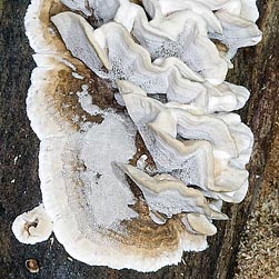 Bjerkandera adusta - Monaco Nature Encyclopedia