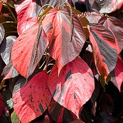 Acalypha wilkesiana f. macrophylla - Monaco Nature Encyclopedia