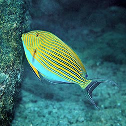 Acanthurus lineatus - Monaco Nature Encyclopedia