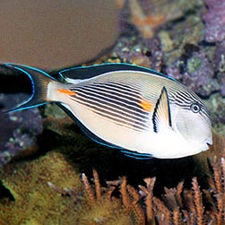 Acanthuridae Archivi - Monaco Nature Encyclopedia