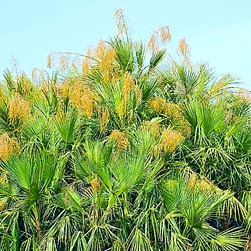 Acoelorrhaphe wrightii - Monaco Nature Encyclopedia