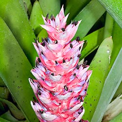 Bromeliaceae Archivi - Monaco Nature Encyclopedia