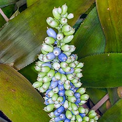 Aechmea mexicana - Monaco Nature Encyclopedia