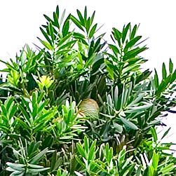Agathis dammara - Monaco Nature Encyclopedia