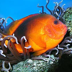Amphiprion ephippium - Monaco Nature Encyclopedia