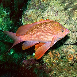 Anthias anthias - Monaco Nature Encyclopedia