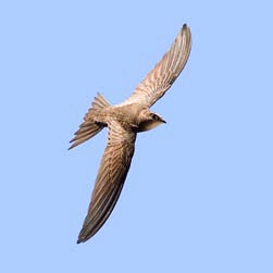 Apus pallidus - Monaco Nature Encyclopedia