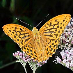 Argynnis paphia - Monaco Nature Encyclopedia