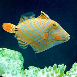 Balistapus undulatus - Monaco Nature Encyclopedia