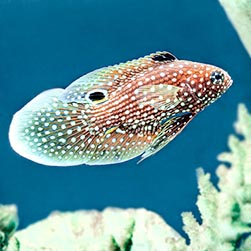 Calloplesiops altivelis - Monaco Nature Encyclopedia