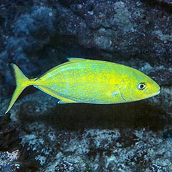Carangoides bajad - Monaco Nature Encyclopedia