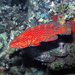 Cephalopholis miniata - Monaco Nature Encyclopedia