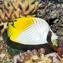 Chaetodon auriga - Monaco Nature Encyclopedia